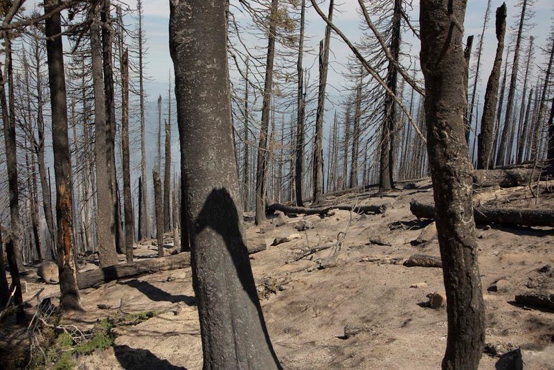 The Fix Our Forests Act is a bad bill that ignores real solutions ...