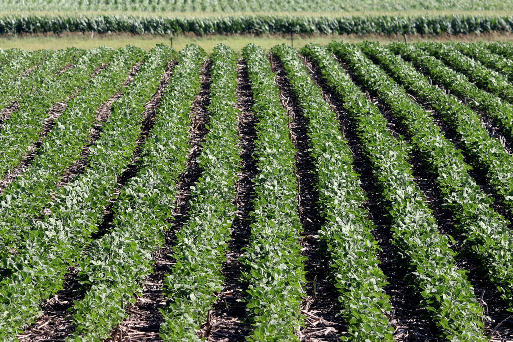 Iowa State University research shows environmental, yield benefits of ...
