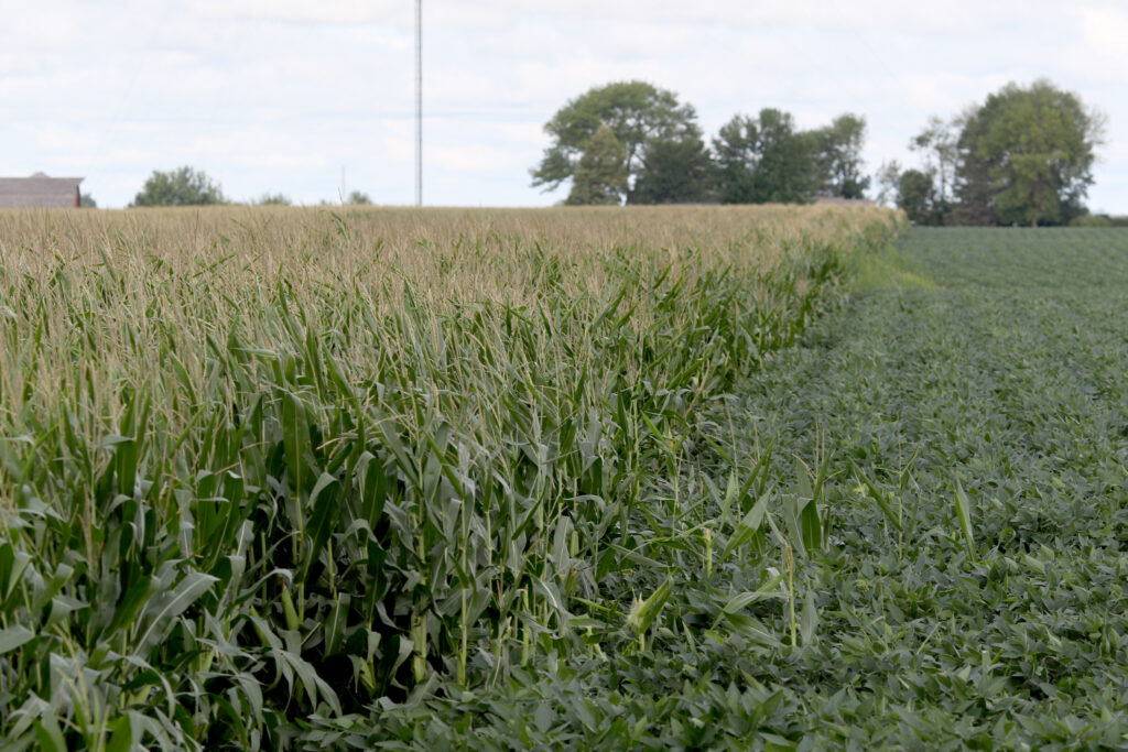 Nearly half of Iowa corn at the dent stage | News From The States