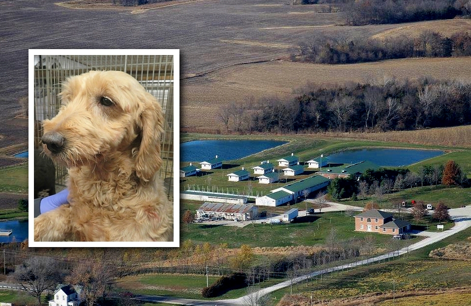 Lawsuit over USDA’s puppy-mill licensing in Iowa at a standstill in ...