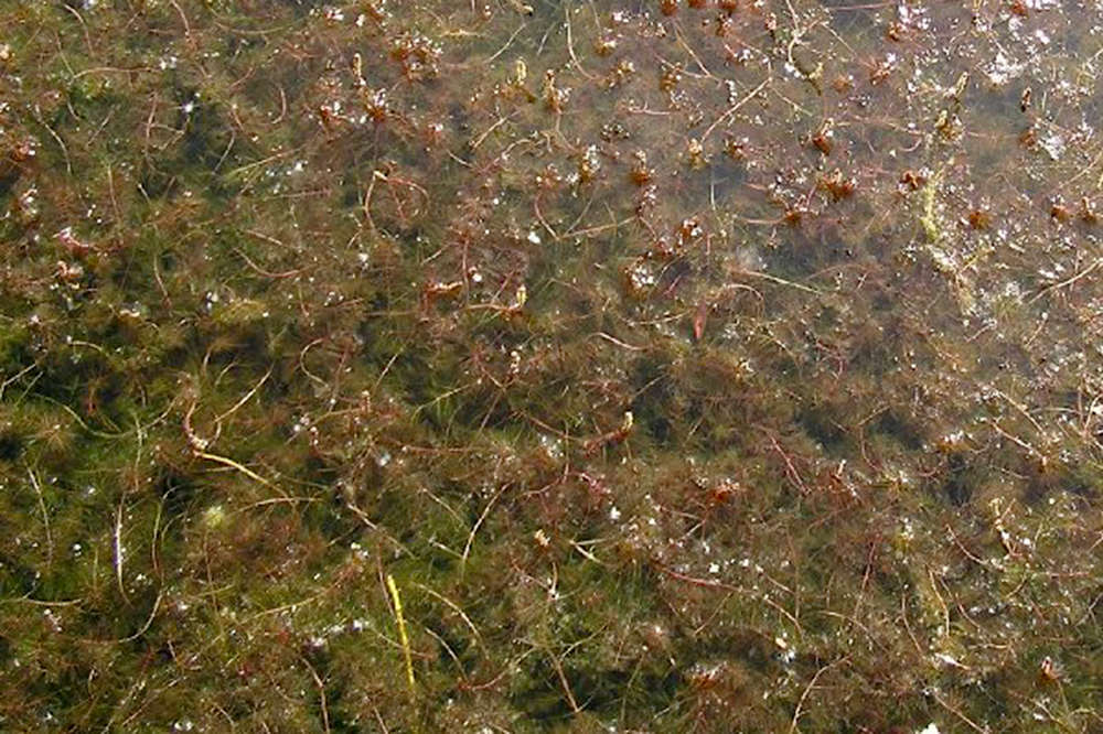 DNR: Invasive species treatment at Iowa Great Lakes was a success ...