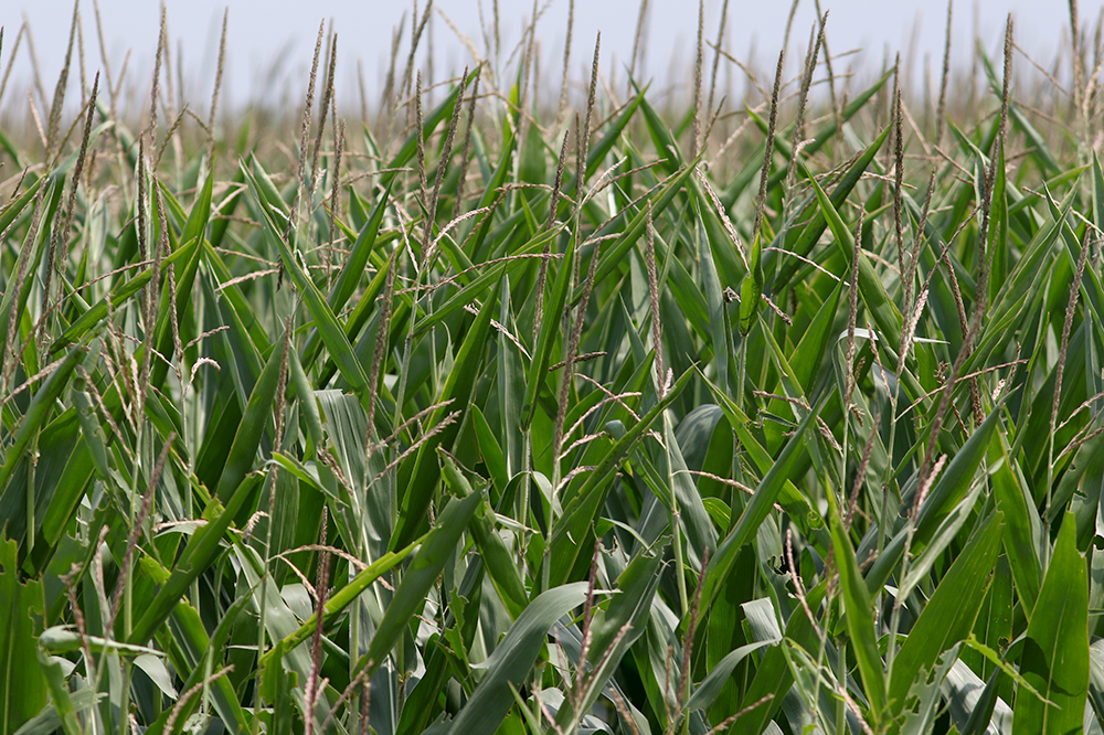 Iowa crops reported in good condition despite surplus moisture | News ...