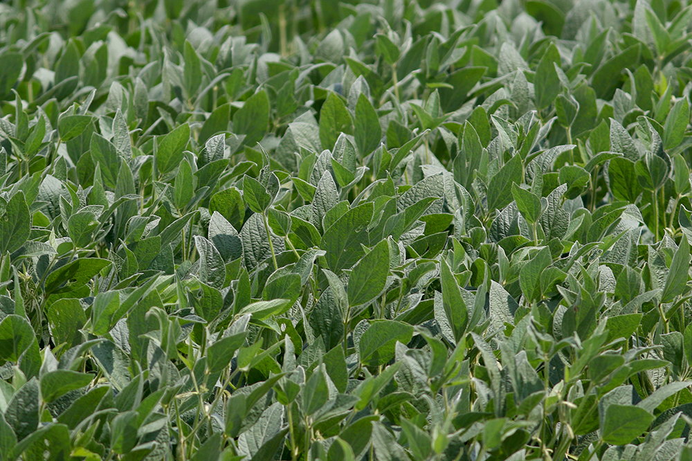 Iowa crop conditions overall good following hot, wet week | News From ...