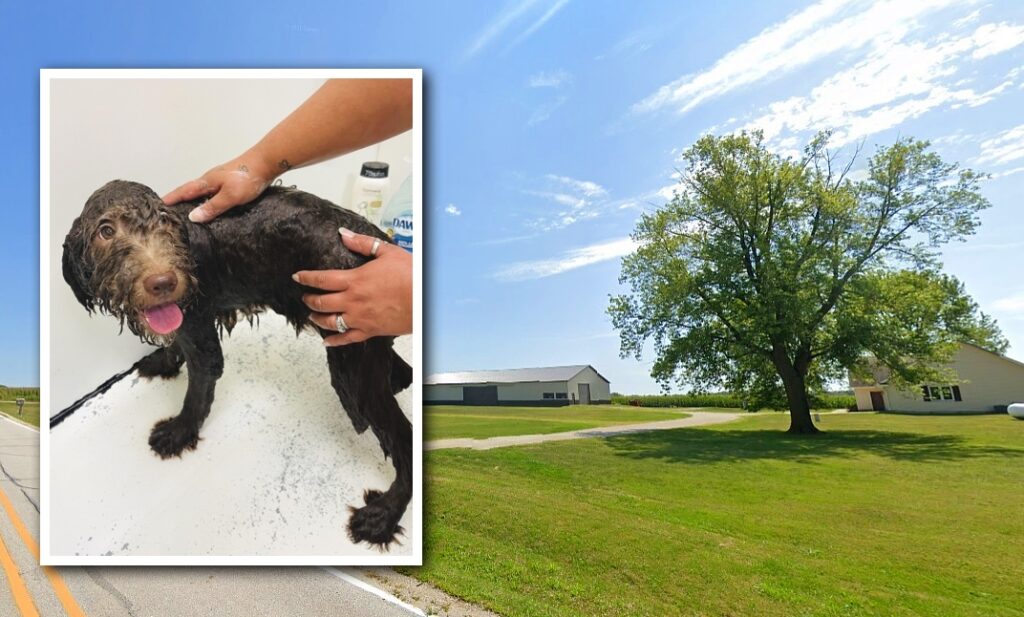 Animal-welfare group seeks criminal probe of Boone County dog breeder ...