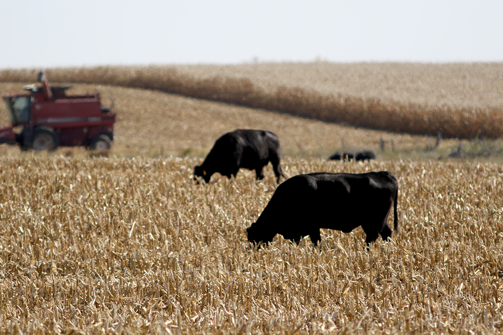 Stalk strength is a worry as Iowa harvest continues | News From The States