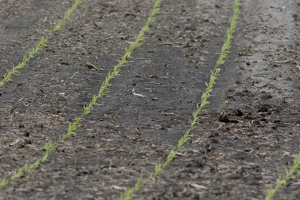 Nearly half of Iowa corn acres planted | News From The States