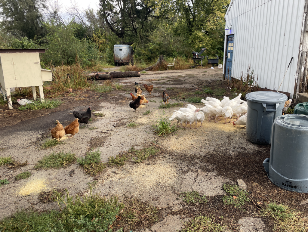 Turkey production and cost down in 2024 | News From The States