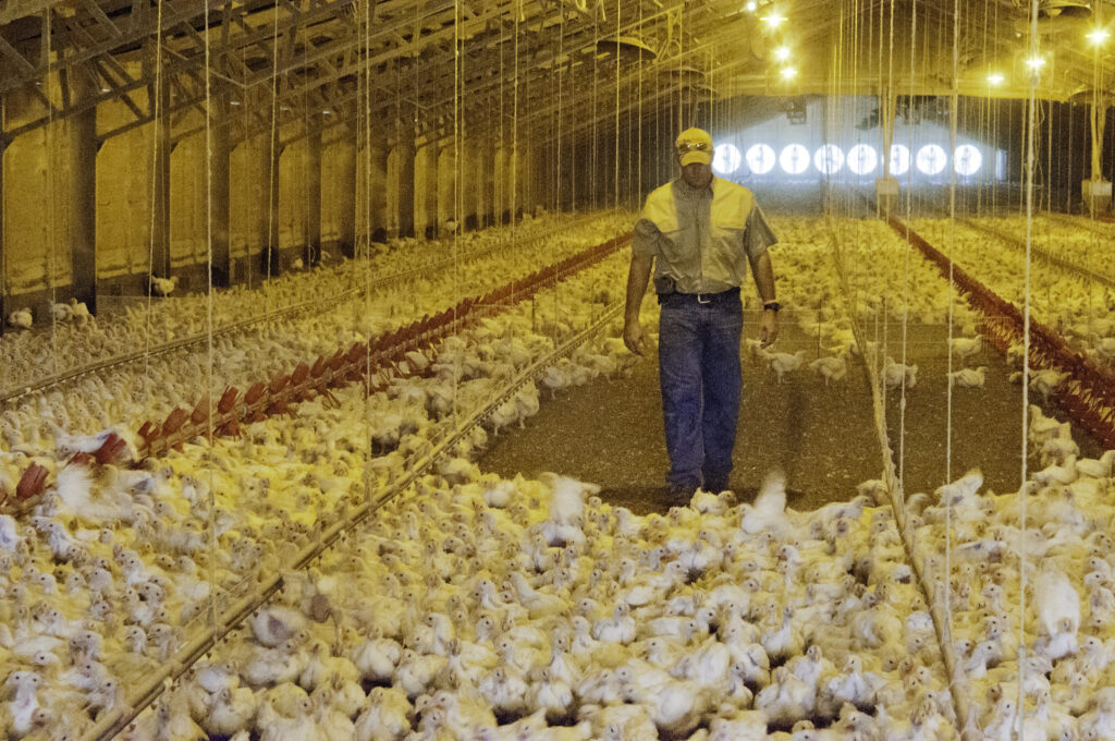 USDA strengthens biosecurity requirements for bird flu related ...