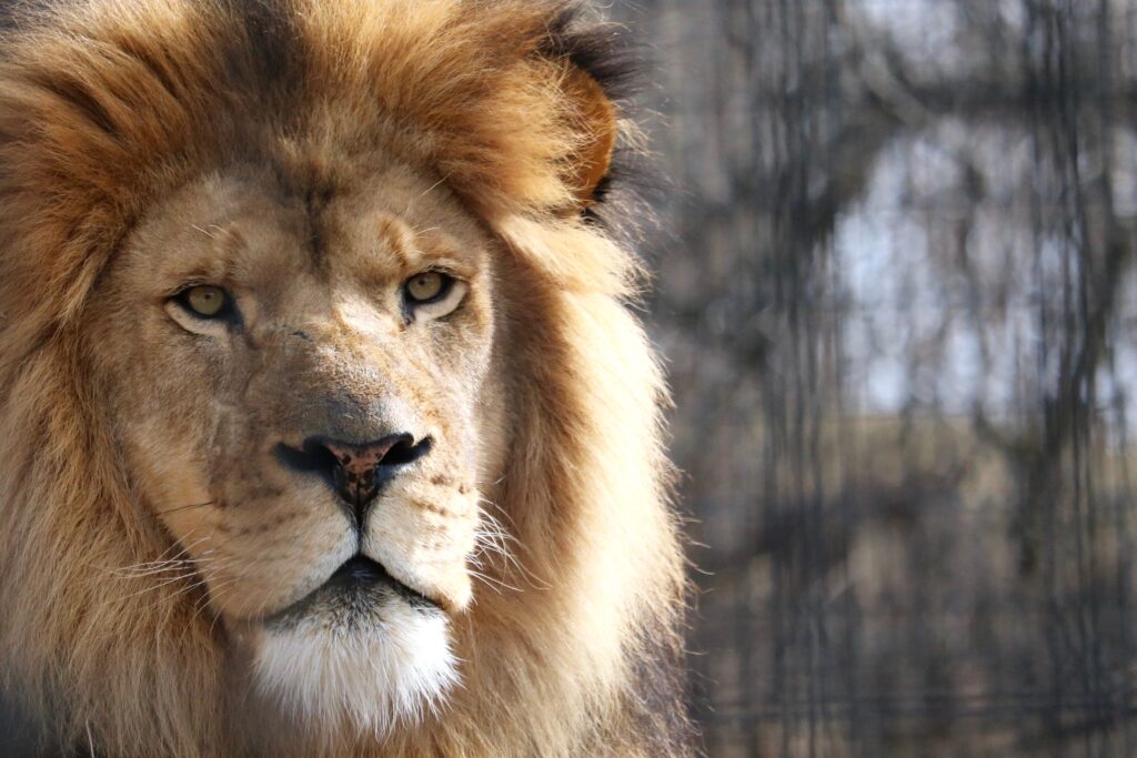 How a zoo in Des Moines supports wild lion populations in Africa | News ...