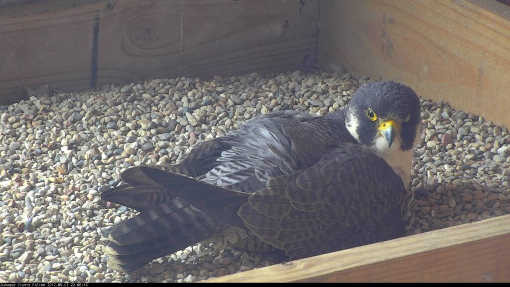 Iowa peregrine falcons saw ‘above average’ reproduction in 2024 | News ...