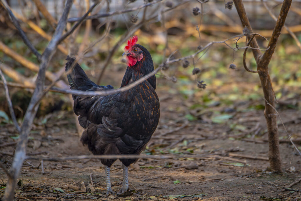 Bird flu detected in Hardin County backyard flock | News From The States