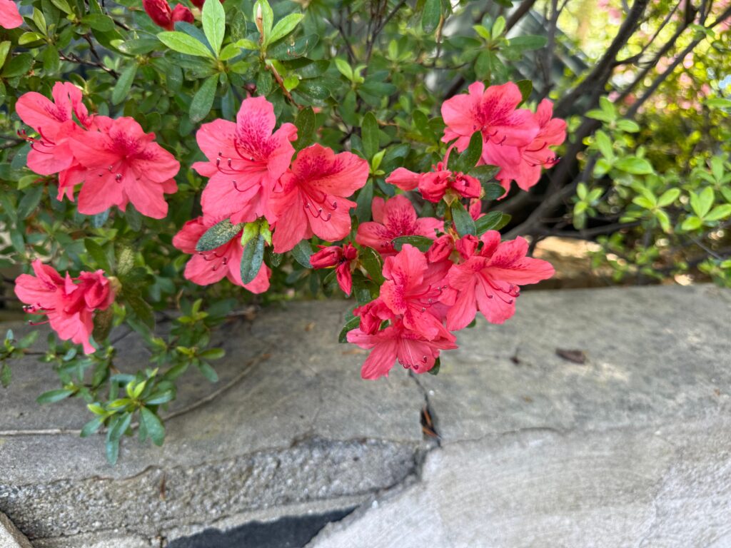 Flowers, like some friendships, can’t always survive the seasons | News ...