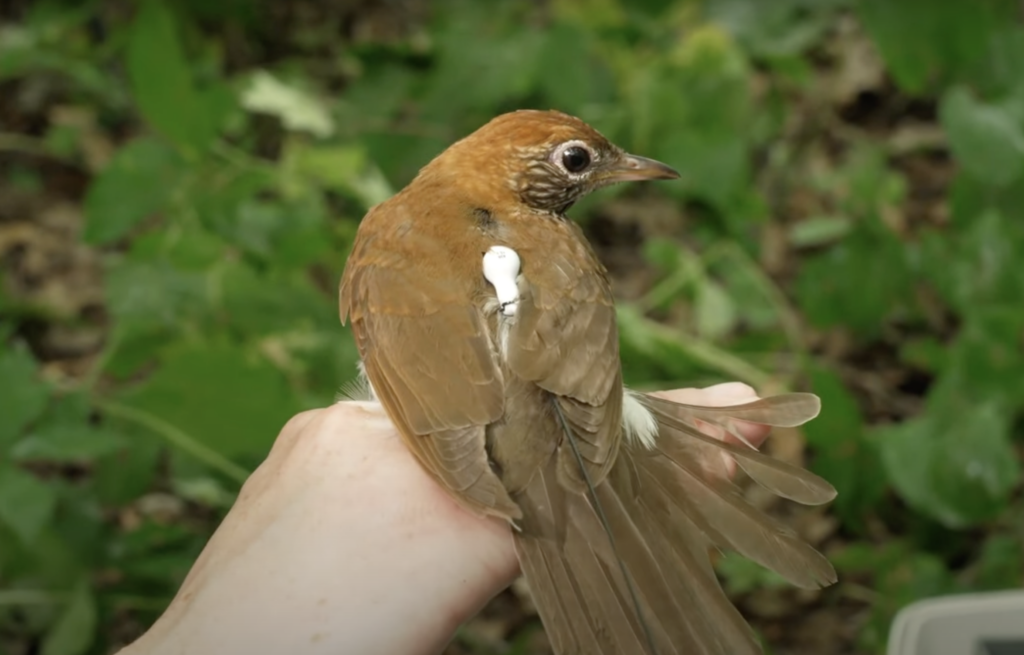 Migratory bird tracking could boost conservation efforts for the wood ...