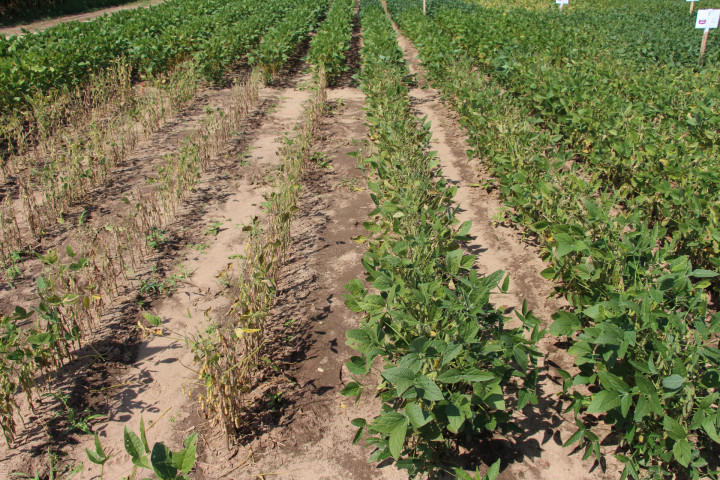 Wet spring and summer mean sudden death syndrome is thriving in soybean ...
