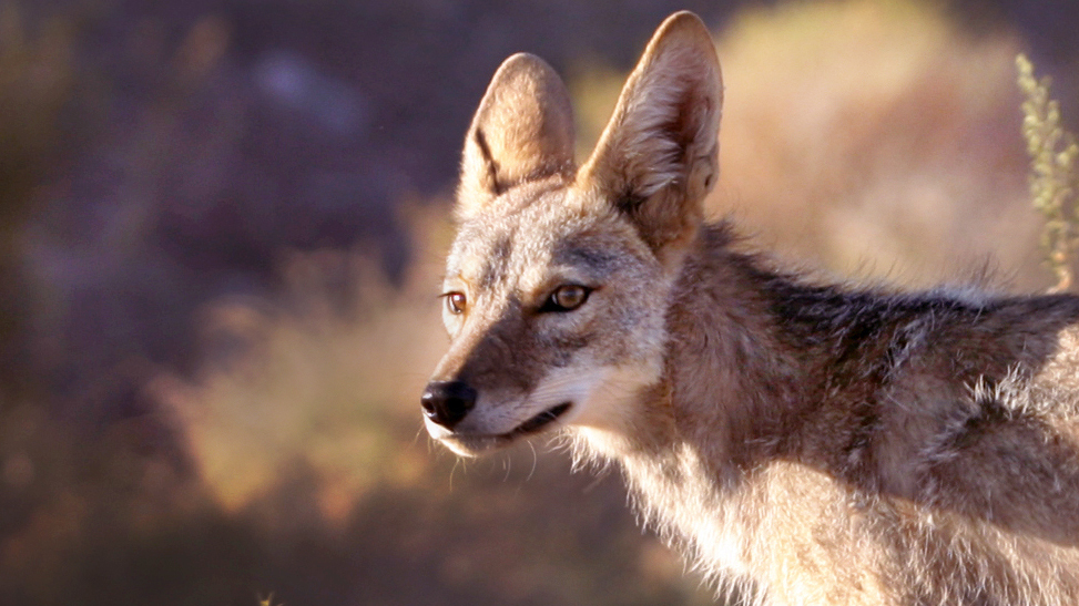 Expand the night-vision hunting season for Kansas’ top varmint? I’m ...