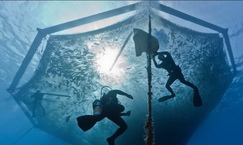 Judge blocks Trump’s plan for industrial fish farming in the Gulf ...