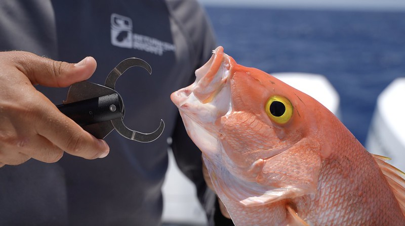 Catch-and-release caution: Deepwater fish can suffer pressure injuries ...