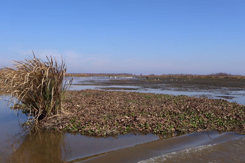 Scientists see promise in ‘pulsing’ river diversion. State coastal czar ...