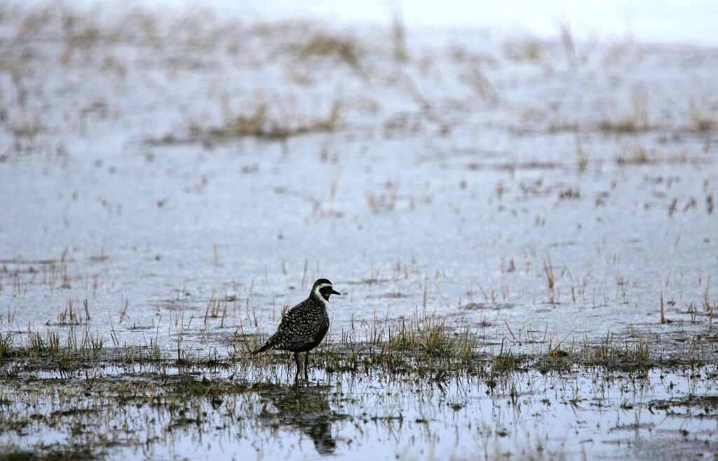 Wildlife officials suspect bird flu in recent Lower Michigan waterfowl ...