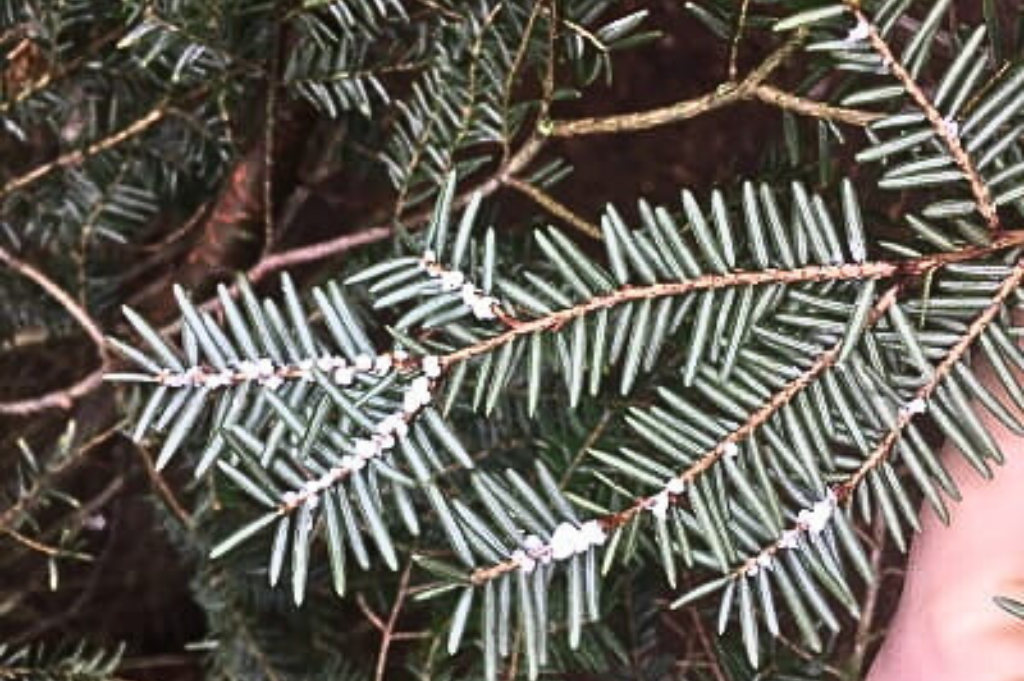 Invasive hemlock woolly adelgid infestation identified in Leelanau ...