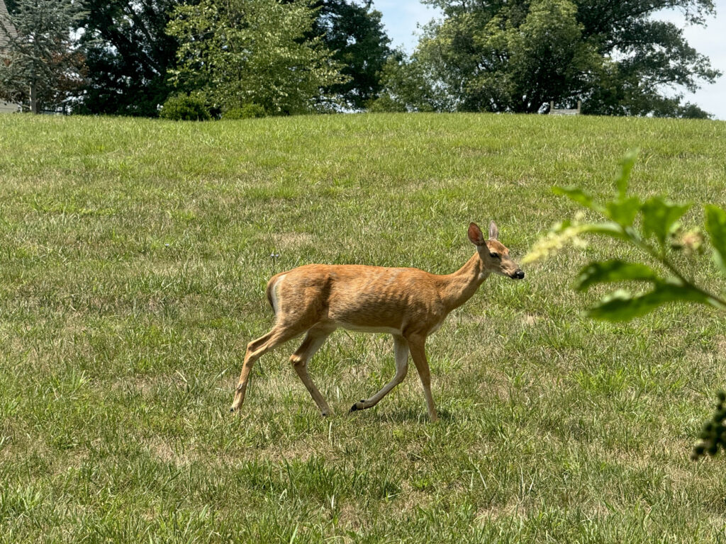 It’s peak vehicle-deer crash season in Michigan. Here’s how to avoid ...