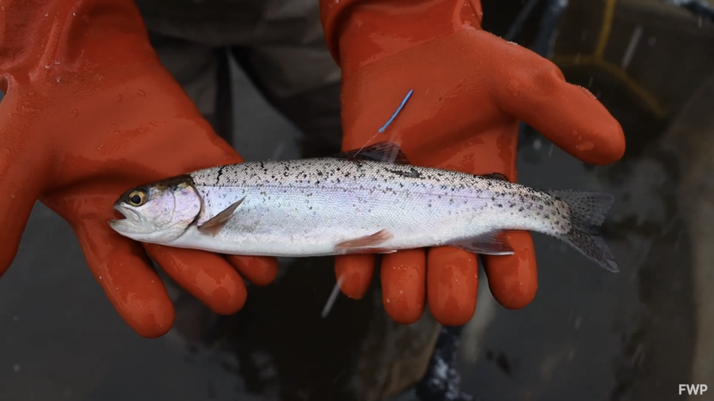 Death by data for Big Hole trout | News From The States