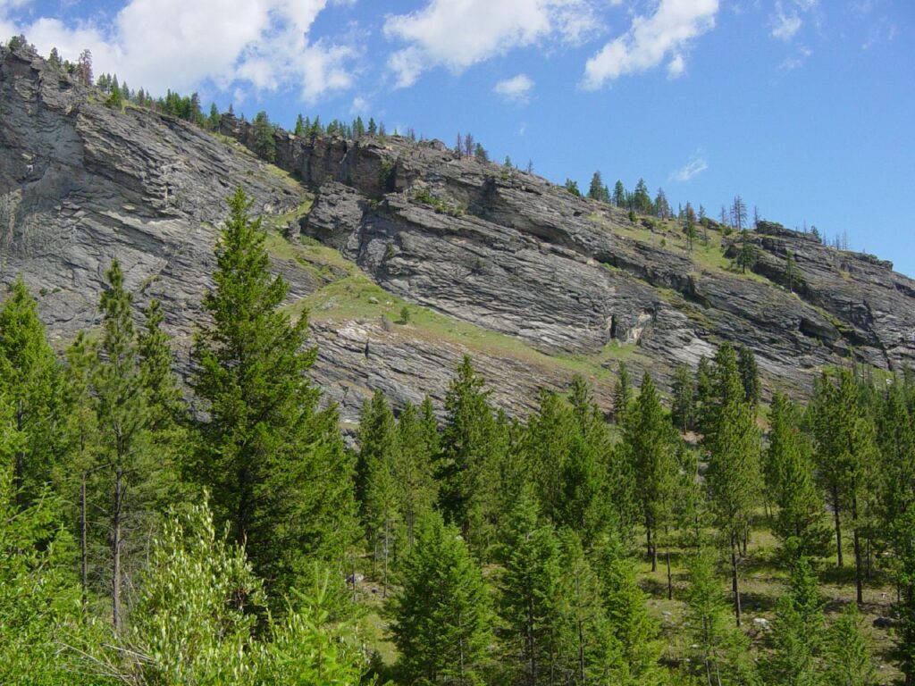 Forest Service ignoring new info on grizzly bears in Gold Butterfly Project, complaint says ...