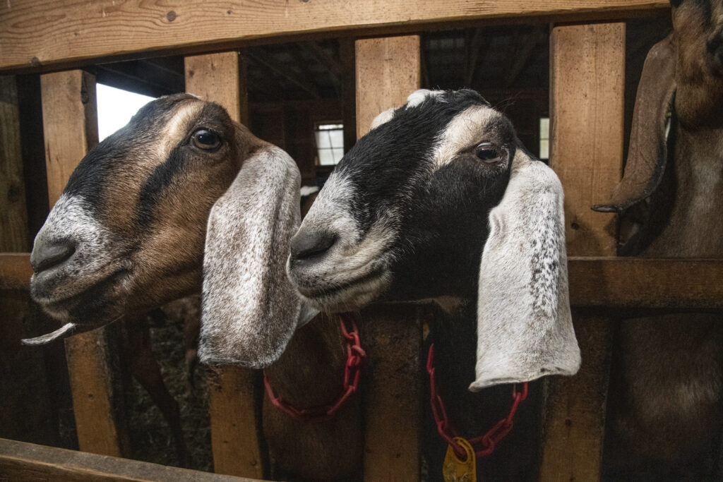 Bill to update predator control laws to help protect goat owners from ...