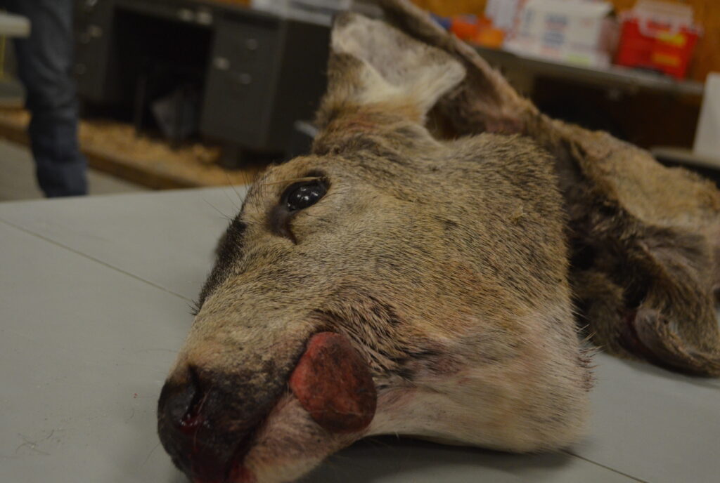 Chronic Wasting Disease identified in four new hunting districts, FWP ...