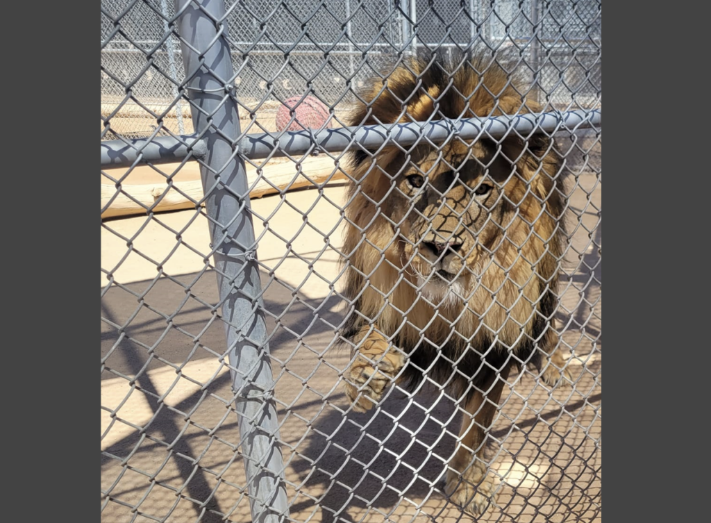 Lion Habitat Ranch founder threatens euthanization in fundraising pitch ...