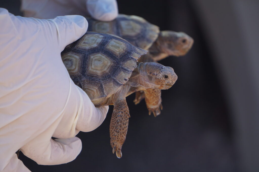 Confronting ‘heavy hit’ of drought, 51 desert tortoises released in ...