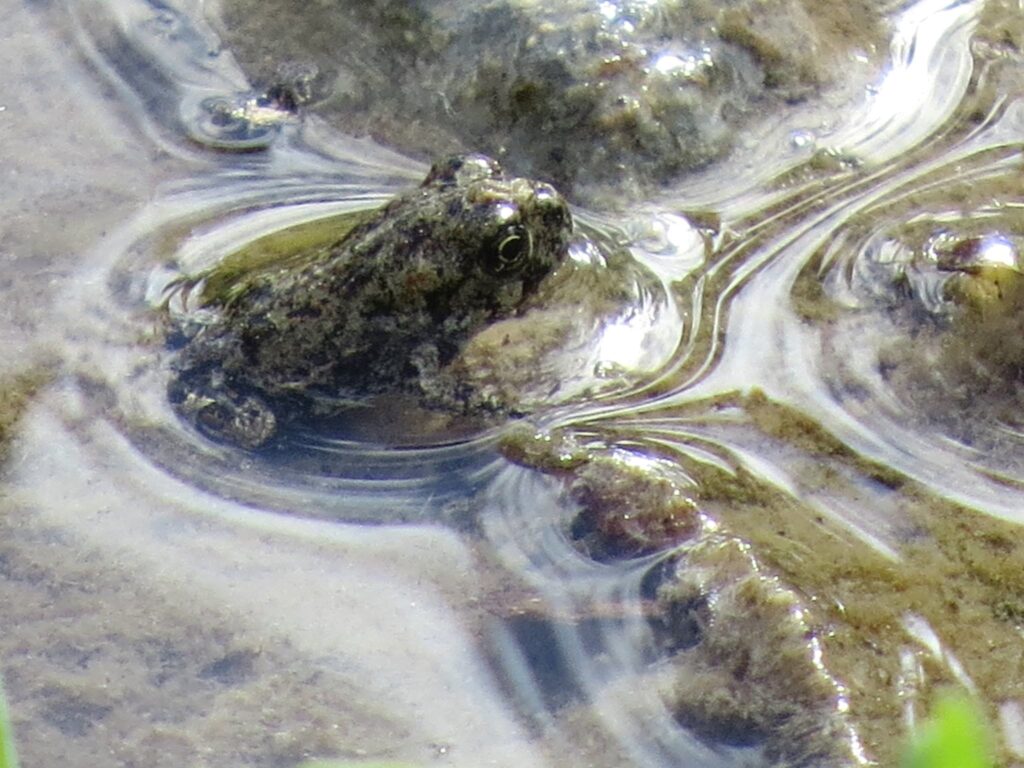 Rare Nevada toad and fish prompt conservation lawsuit over gold mining ...