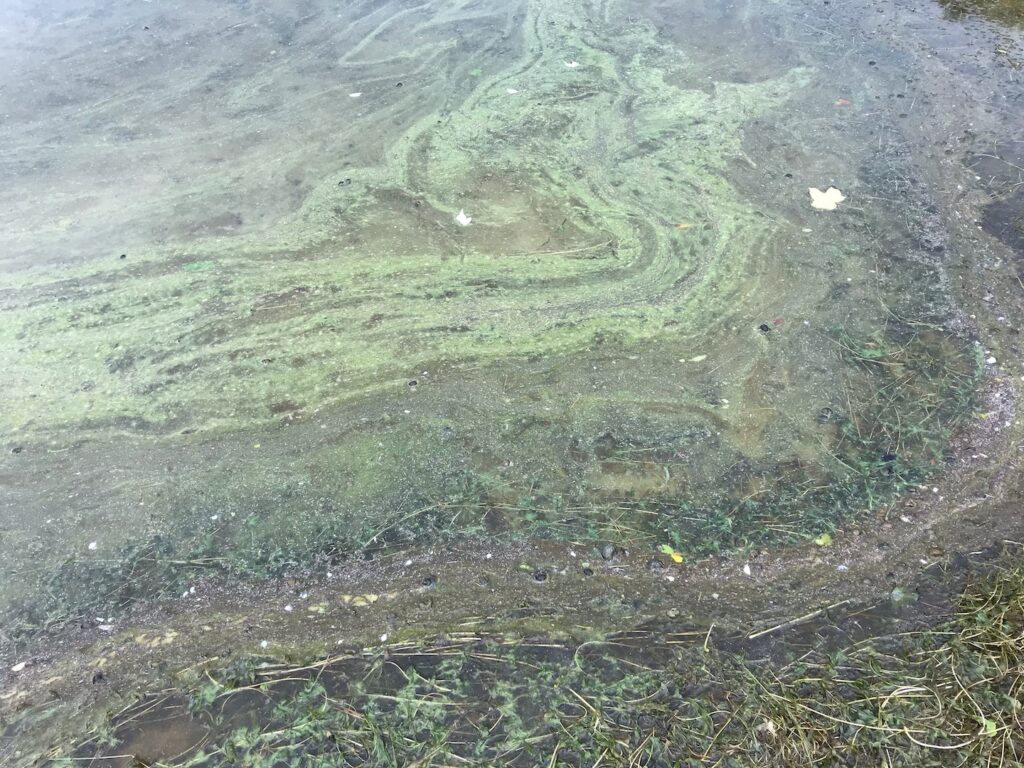 Cyanobacteria blooms can produce dangerous toxins. Here’s what to know ...
