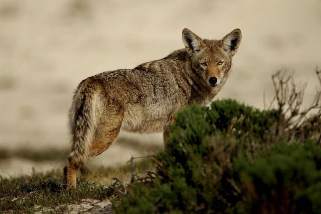 New Hampshire’s war on ‘varmints’ continues – but here’s the inside ...