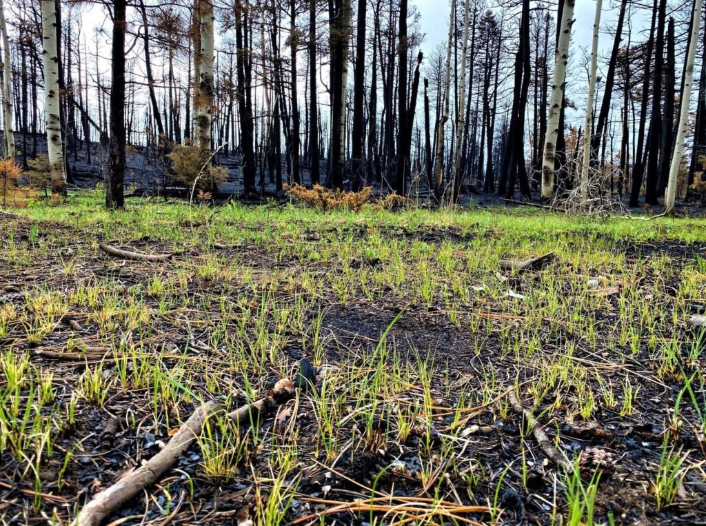 Reforestation Center aims to replant trees in northern NM burn scar ...