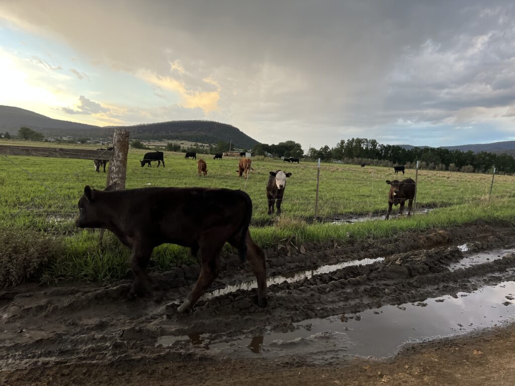 NM Gov issues emergency order after Mora County flooding | News From ...