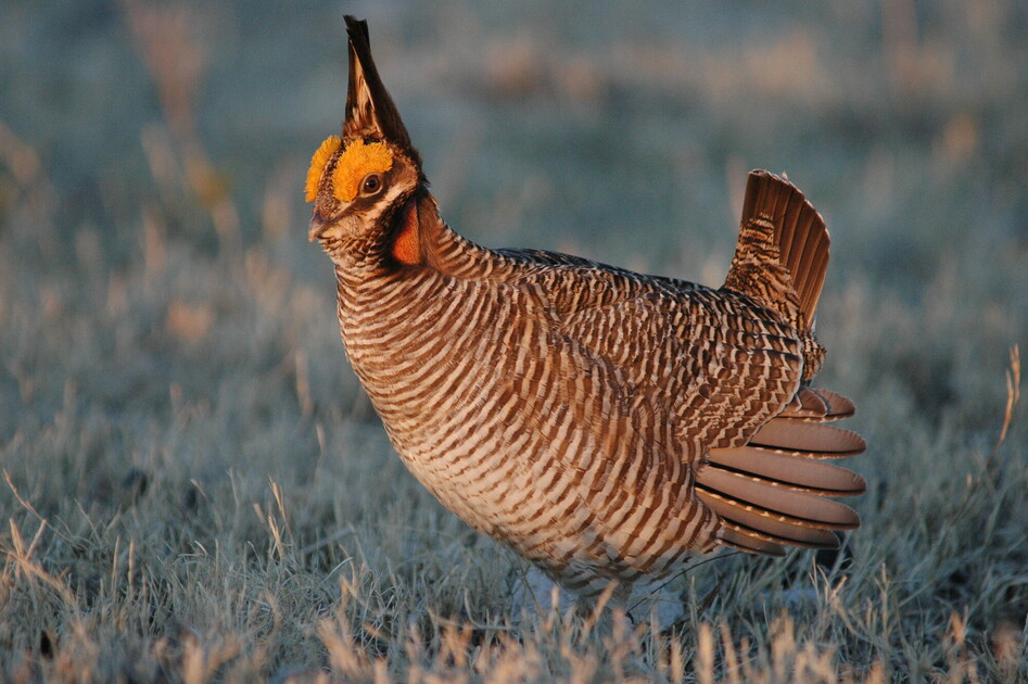 Conservation groups appeal lesser prairie chicken’s loss of protection ...