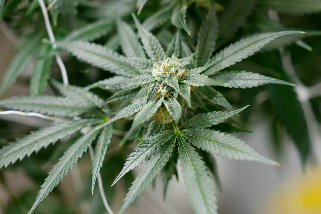 Legislation trying to tweak Ohio’s new adult-use marijuana law ...