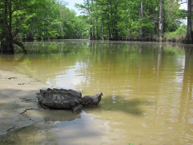 TN Wildlife Agency to purchase 7.5K acres of huntable wetlands along ...
