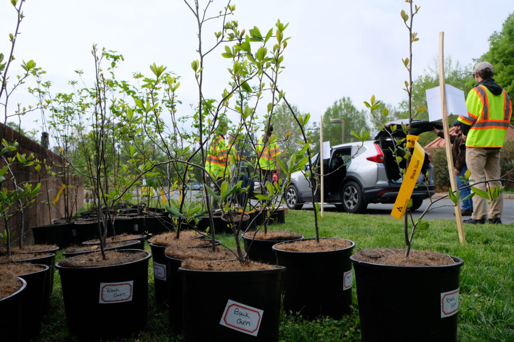 State forestry program purges hundreds of Virginia Callery pear trees ...