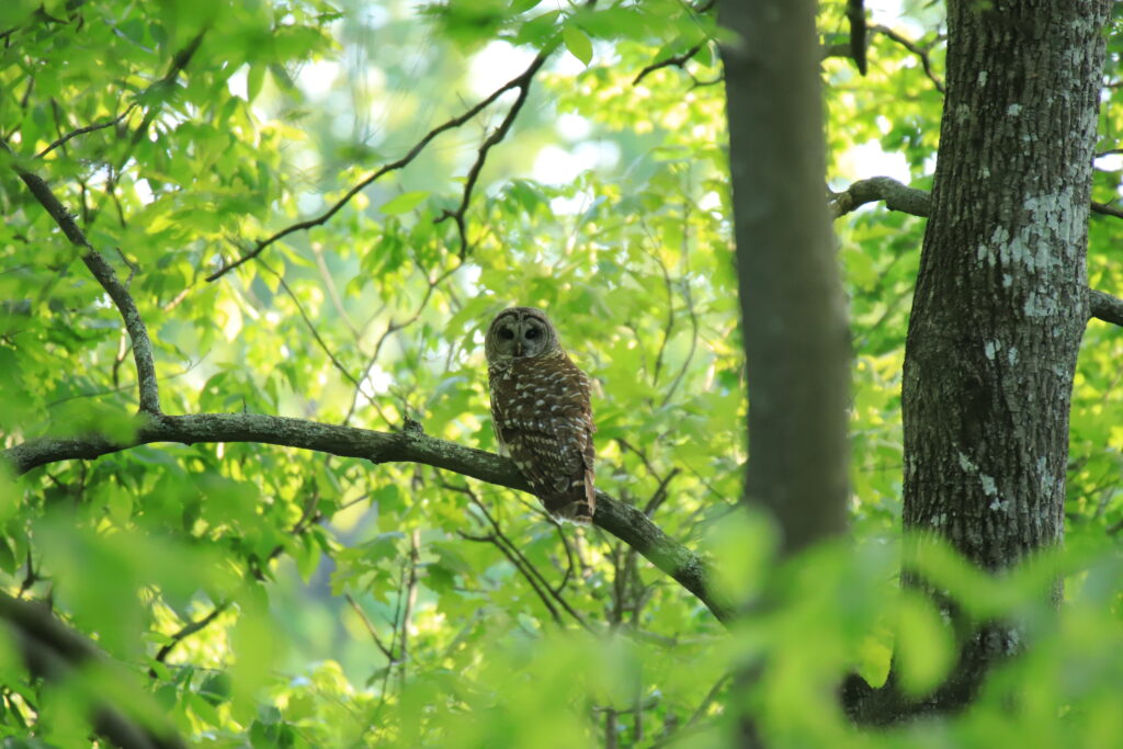 Bills that change how localities can conserve trees amid development ...