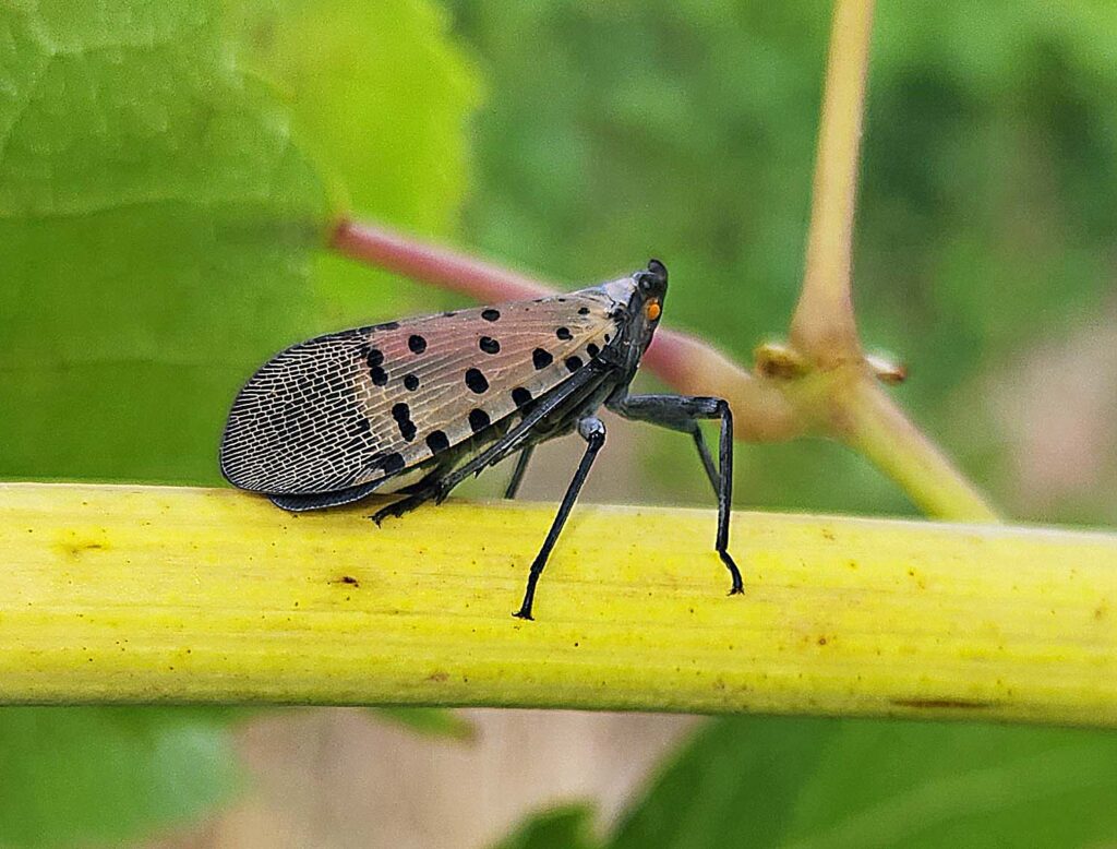 ‘Squash on sight:’ Virginia battles invasive spotted lanternflies ...