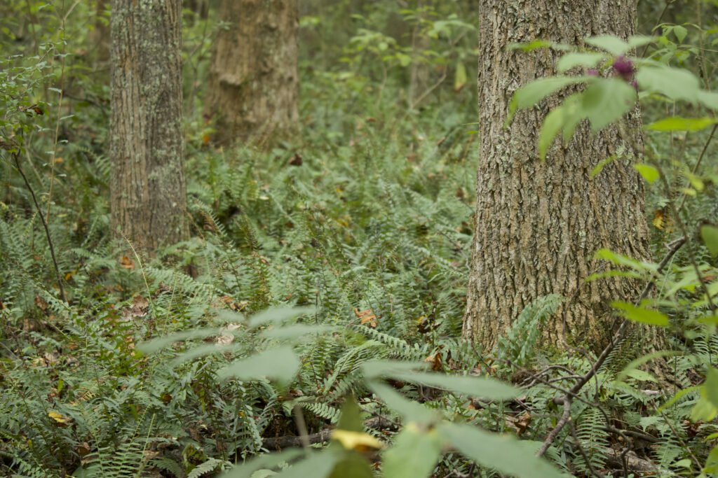 Watershed mapping project shows rapid loss of forests, offers new view ...