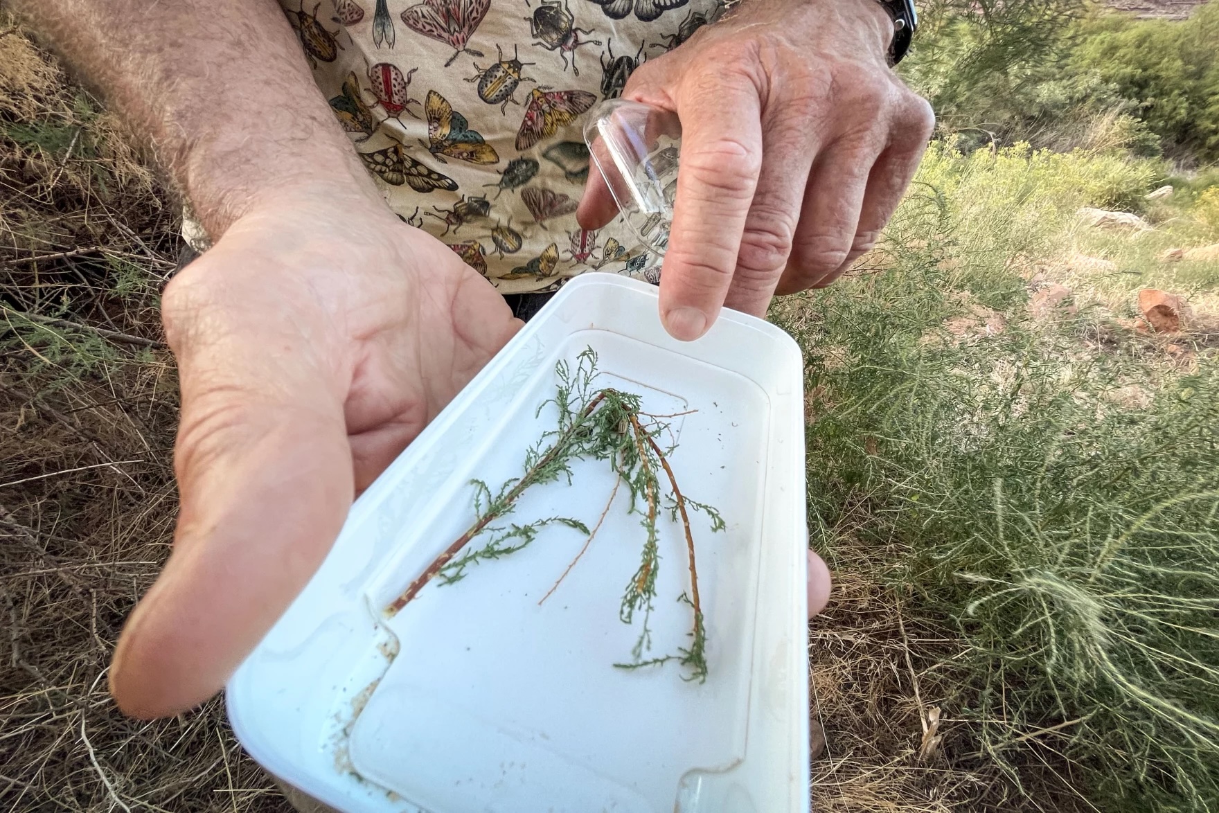One Utah man’s quest to track the bugs fighting invasive trees on the ...
