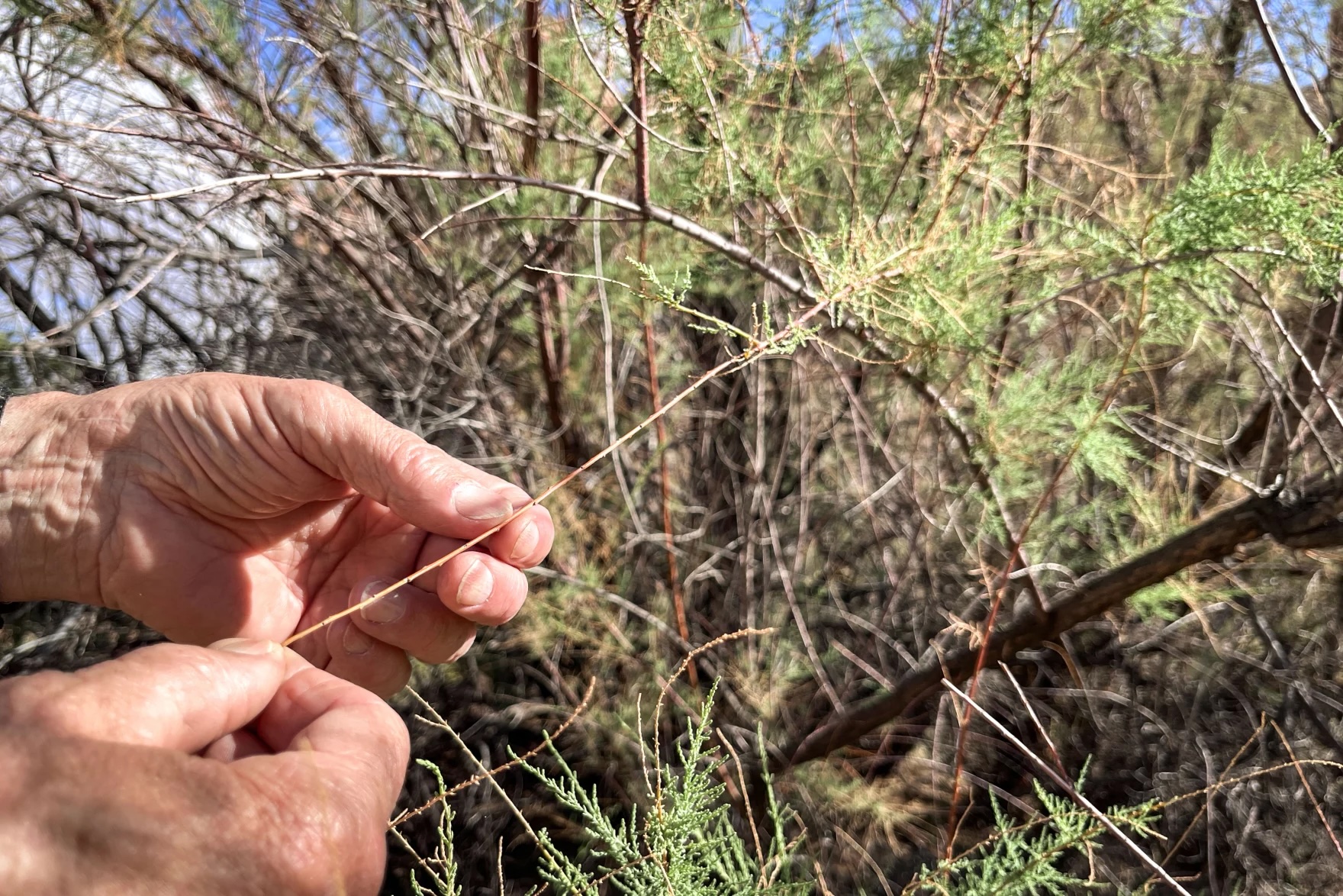 One Utah man’s quest to track the bugs fighting invasive trees on the ...