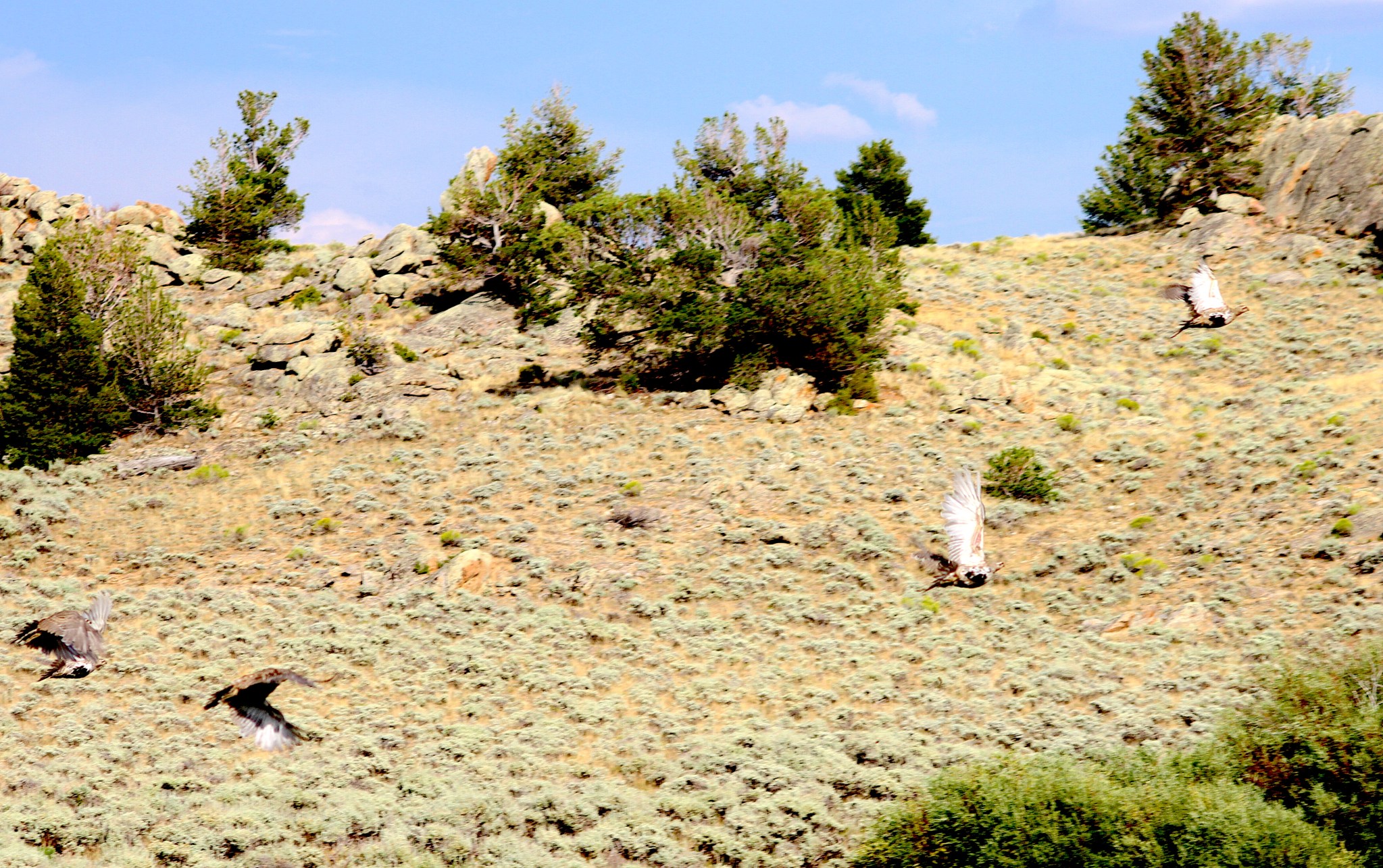 Overpopulated wild horses are hurting sage grouse survival rates ...