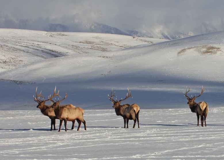 Trump’s pick Nesvik confirmed as Fish and Wildlife director with some ...