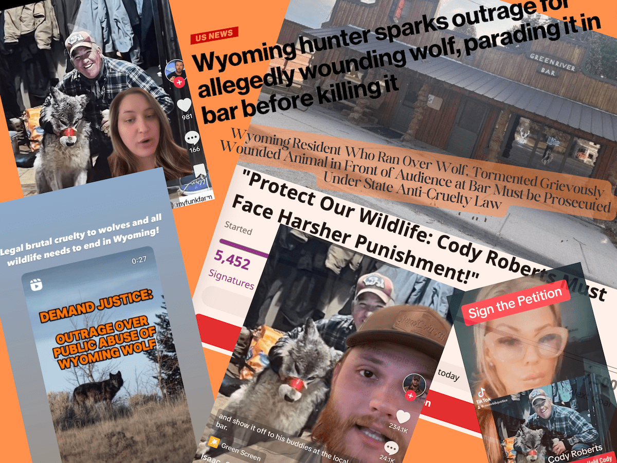 Judge suggests wolf captor Cody Roberts’ felony case will proceed to ...