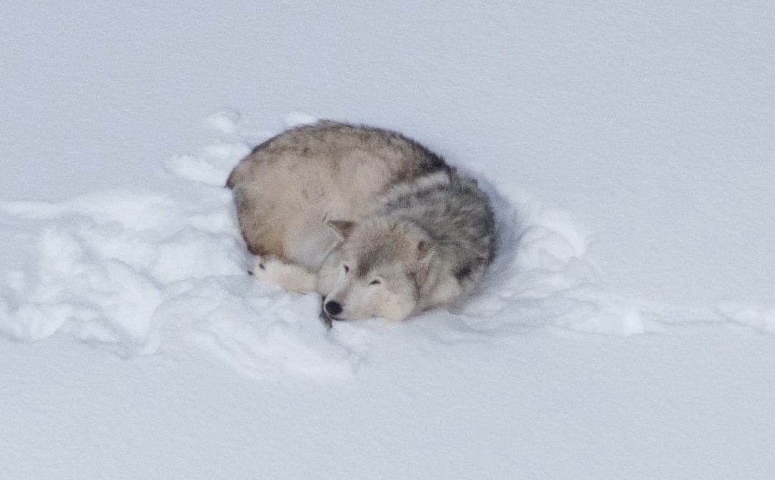 Savvy 13-year-old Teton wolf almost breaks all-time age record | News ...