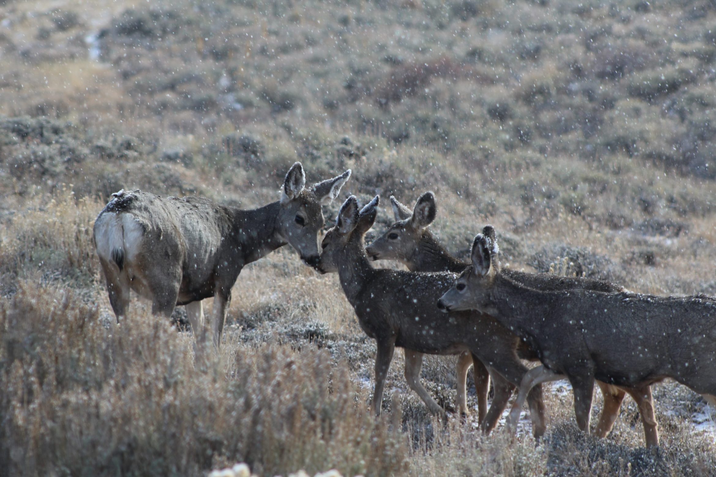Runs in the family: Study shows most mule deer learn to migrate from ...